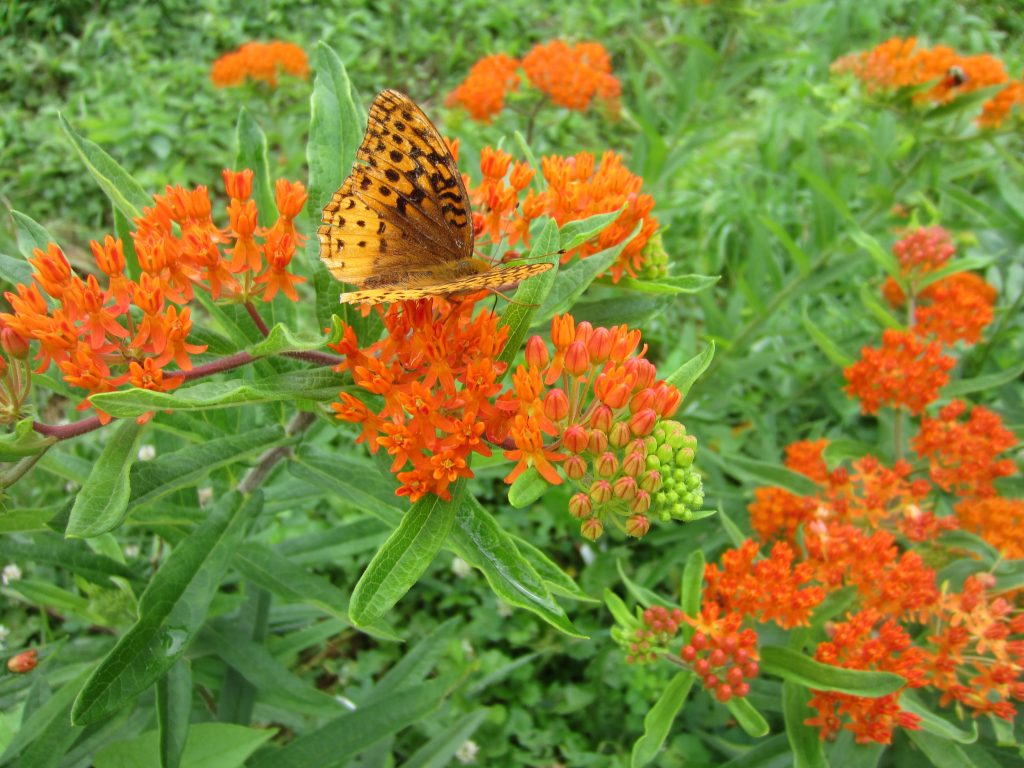 Home - Keystone Flora