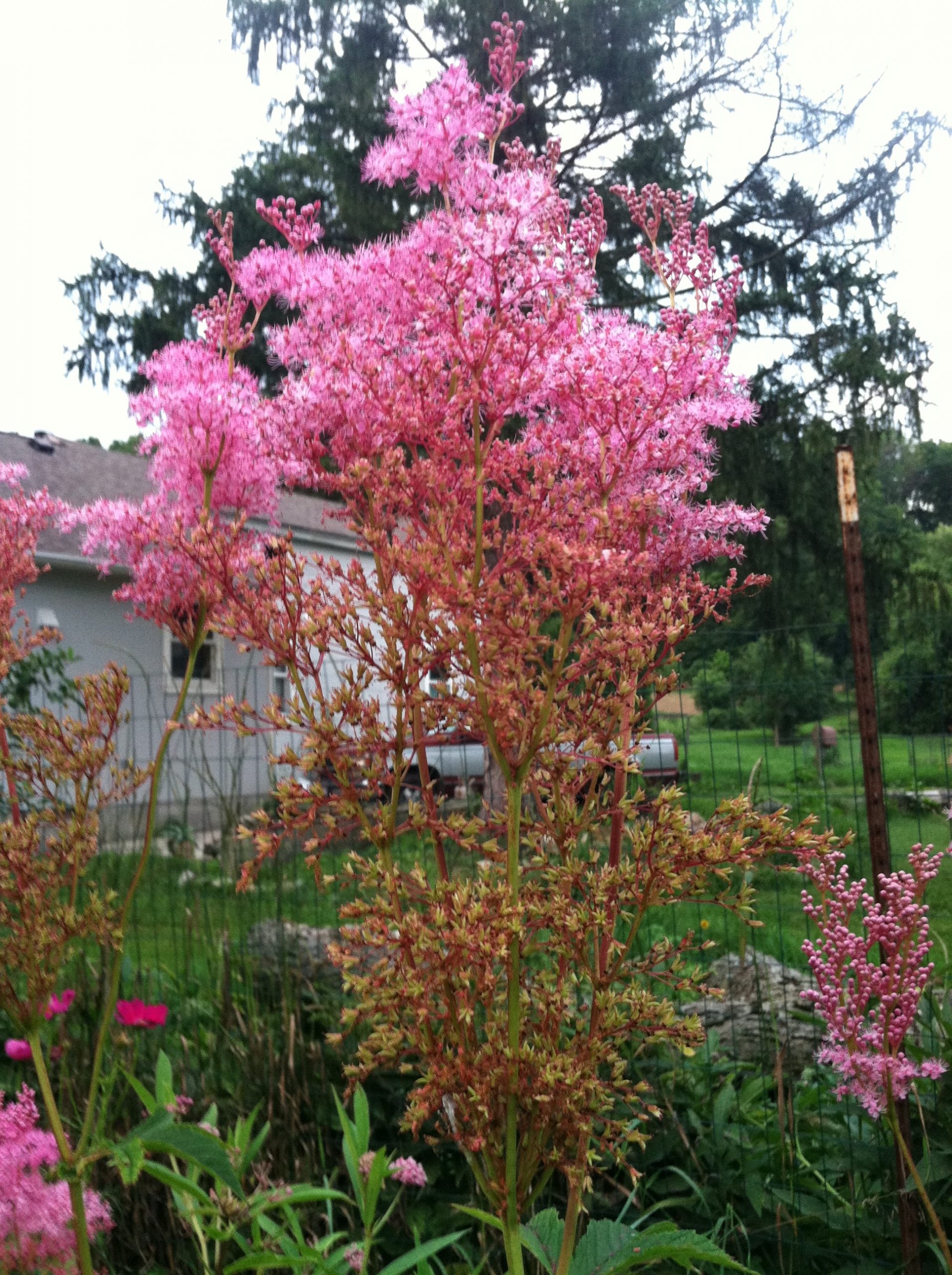 Queen of the Prairie / Filipendula rubra - Keystone Flora