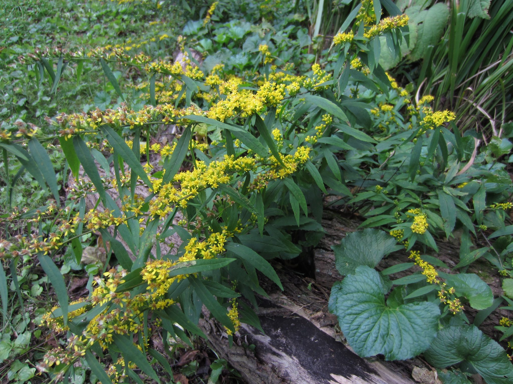 Goldenrod, Blue Stem / Solidago caesia - Keystone Flora