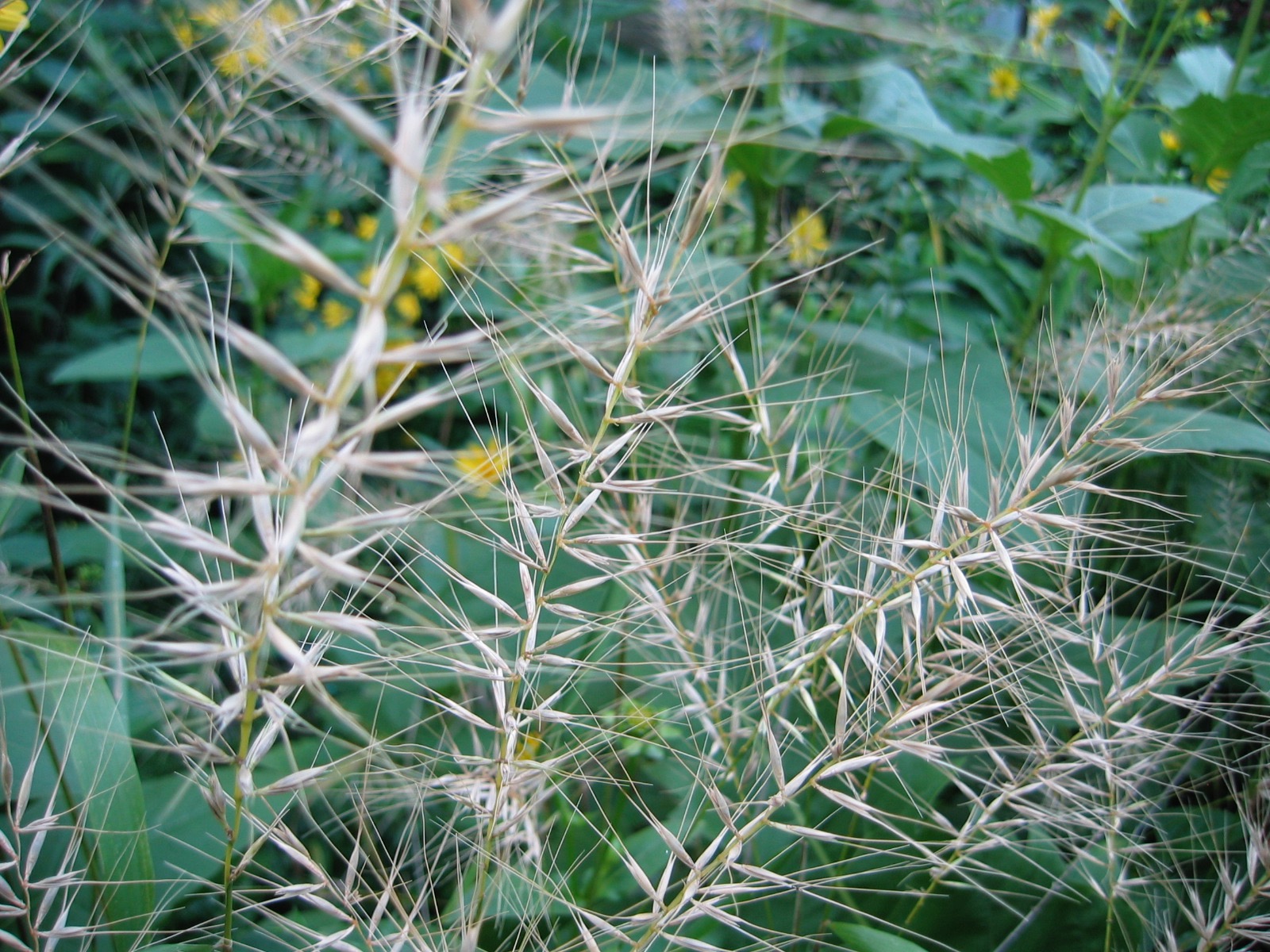 Bottlebrush Grass / Elymus hystrix - Keystone Flora
