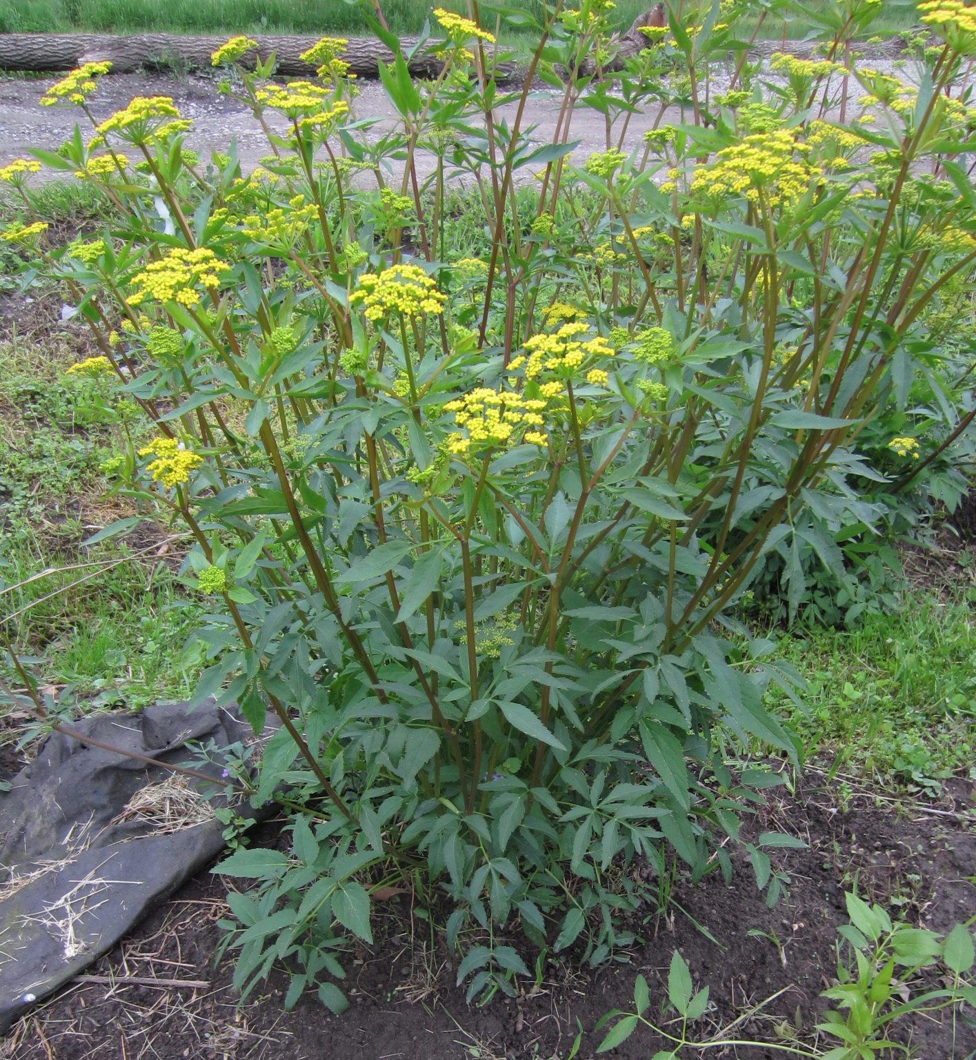 Golden Alexander / Zizia aurea - Keystone Flora