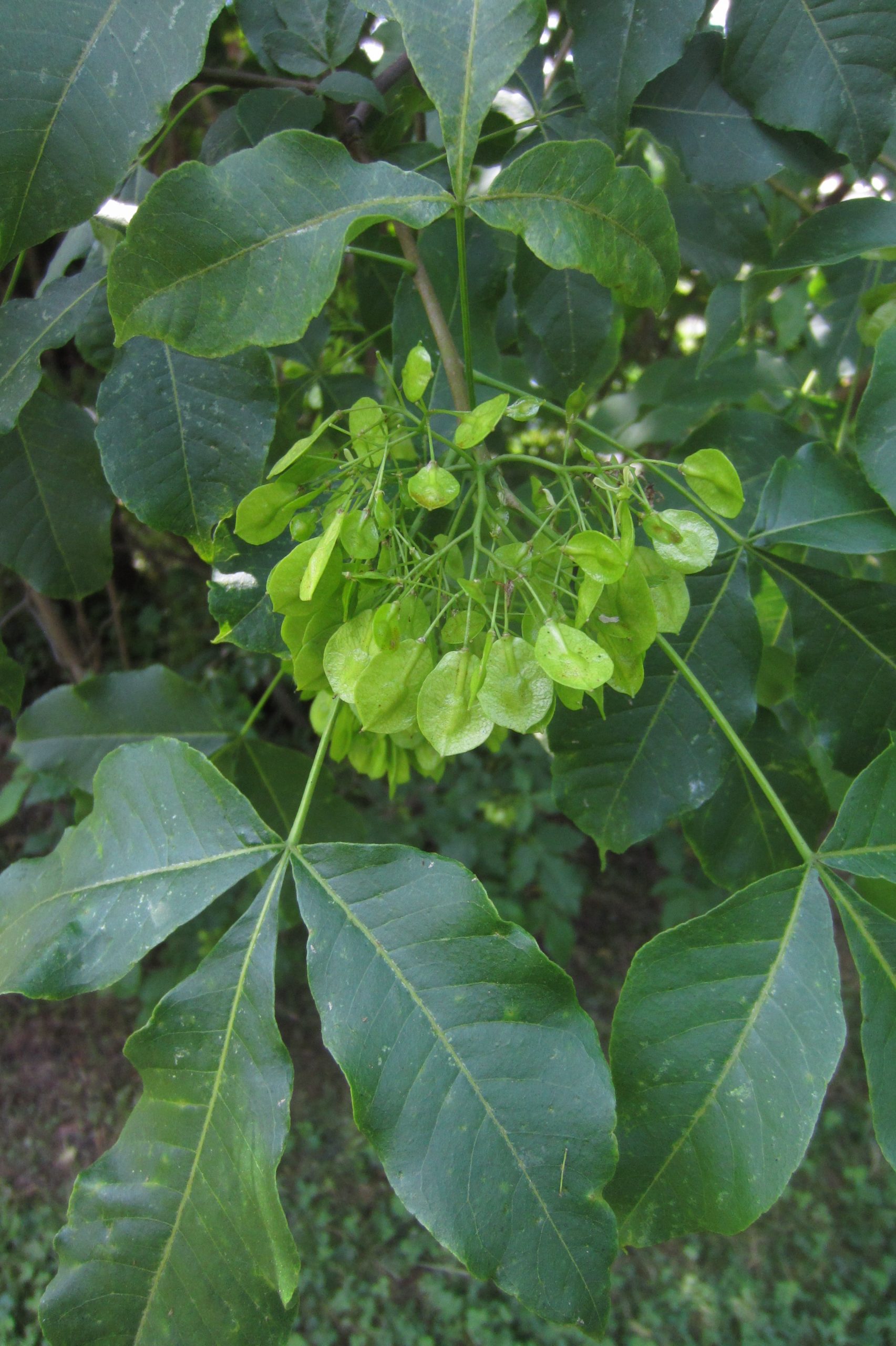 Hop Tree (Wafer Ash) / Ptelea trifoliata - Keystone Flora