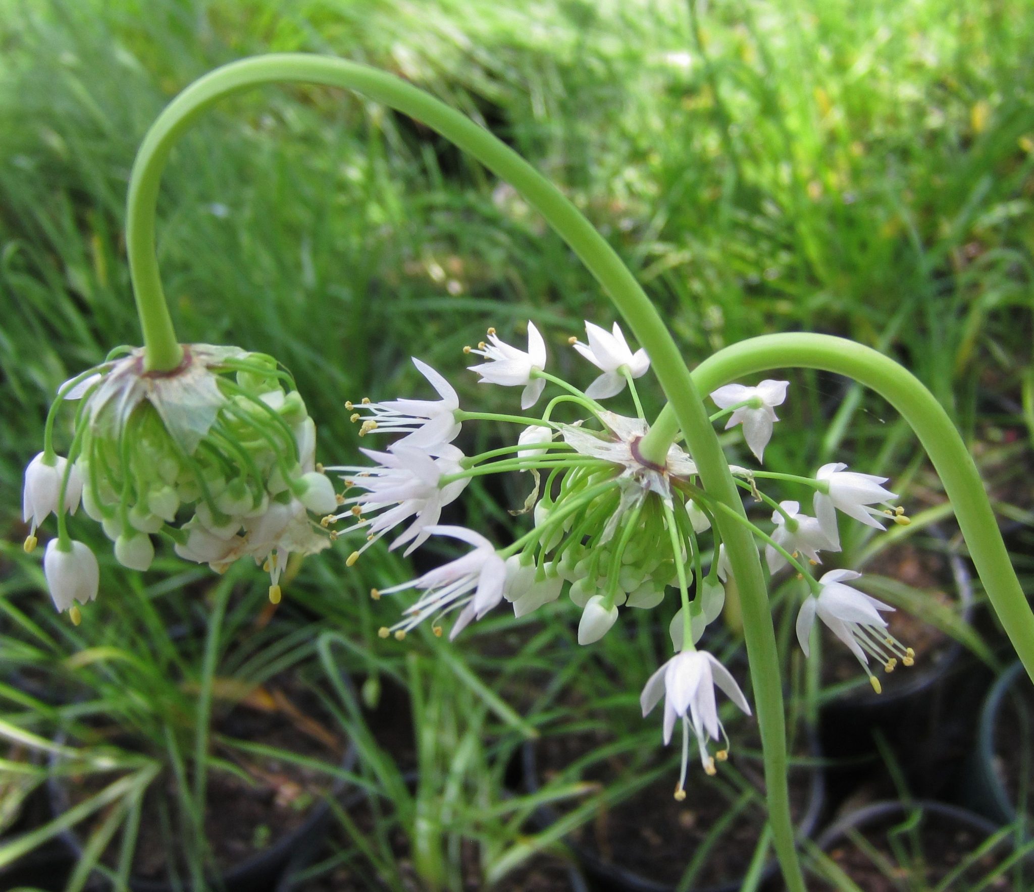 Nodding Onion / Allium cernuum - Keystone Flora