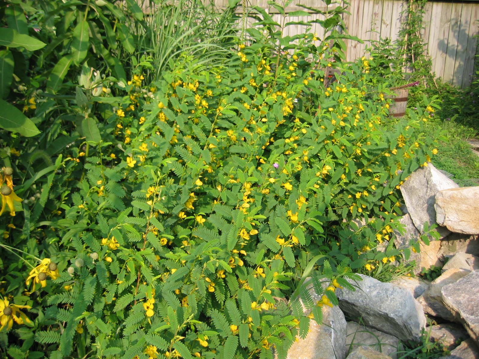 Partridge Pea / Chamaecrista fasciculata - Keystone Flora