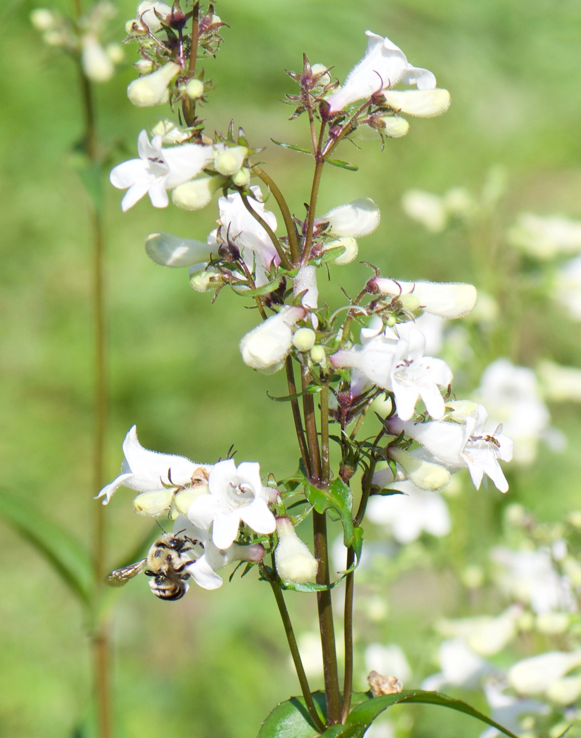 Penstemon, Foxglove / Penstemon digitalis - Keystone Flora