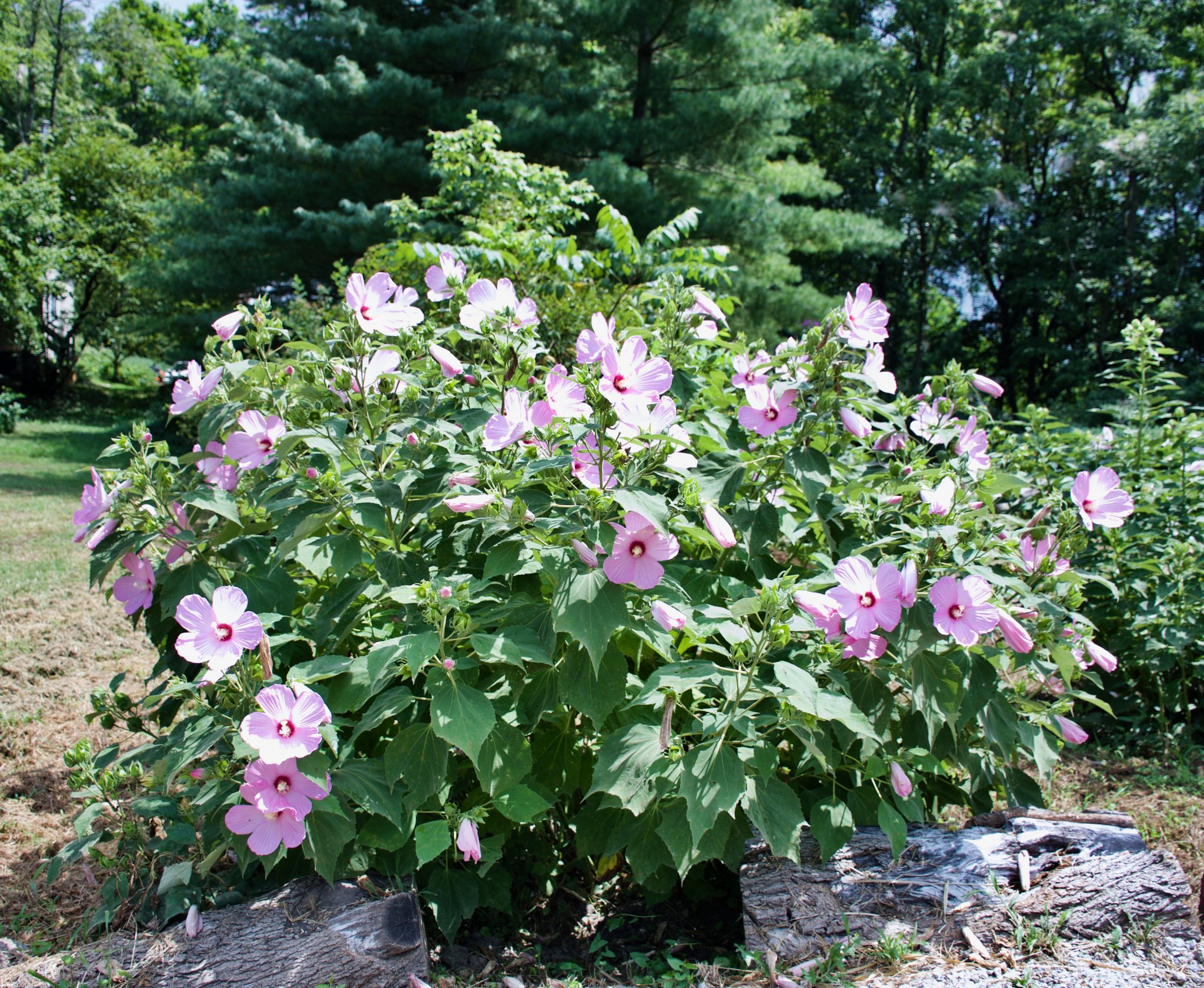 Rose Mallow / Hibiscus moscheutos - Keystone Flora