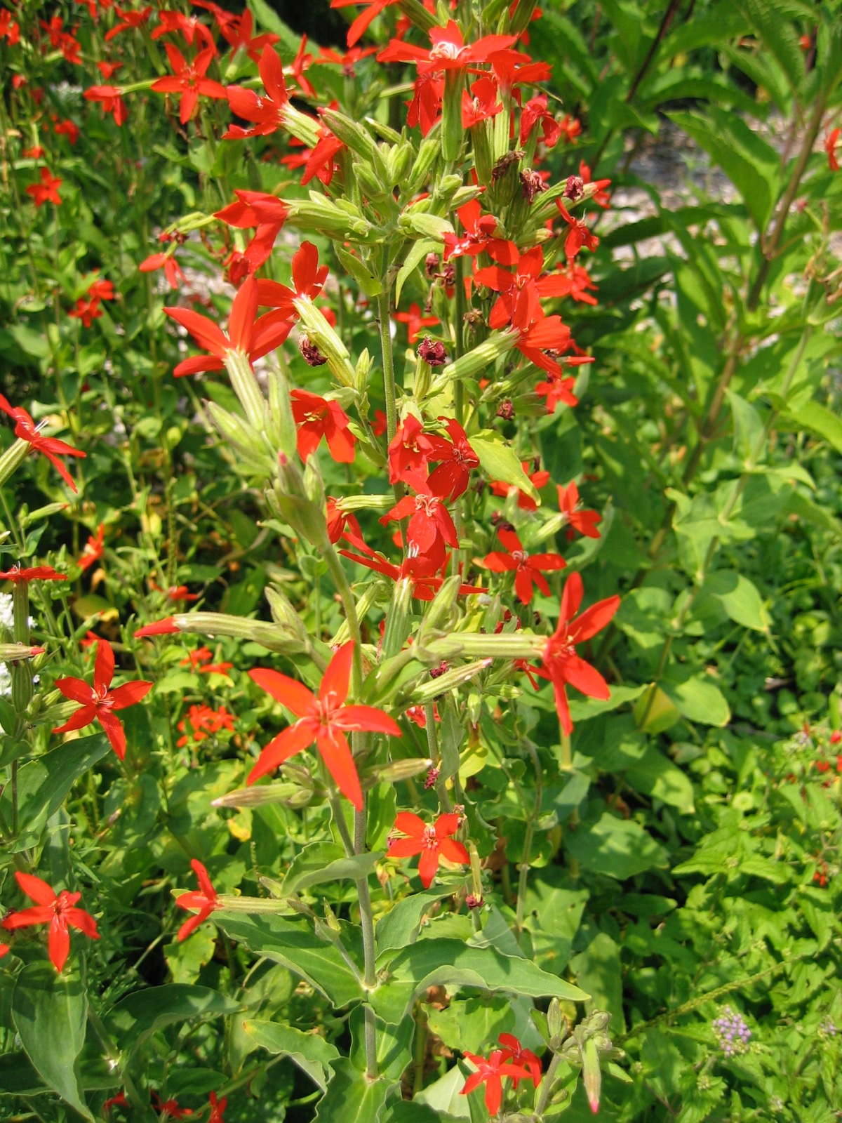 Royal Catchfly / Silene regia - Keystone Flora