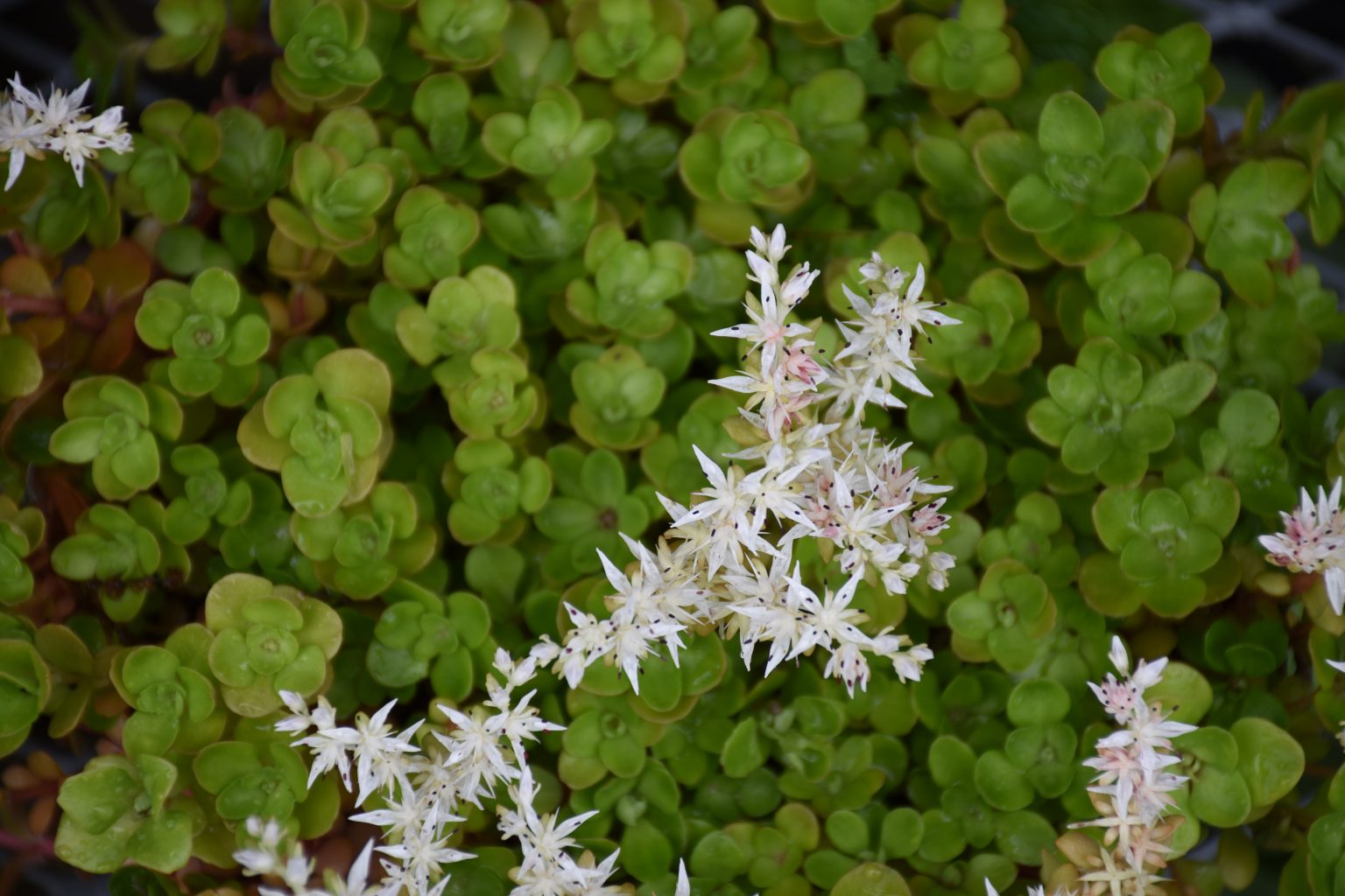 Wild Stonecrop / Sedum ternatum - Keystone Flora
