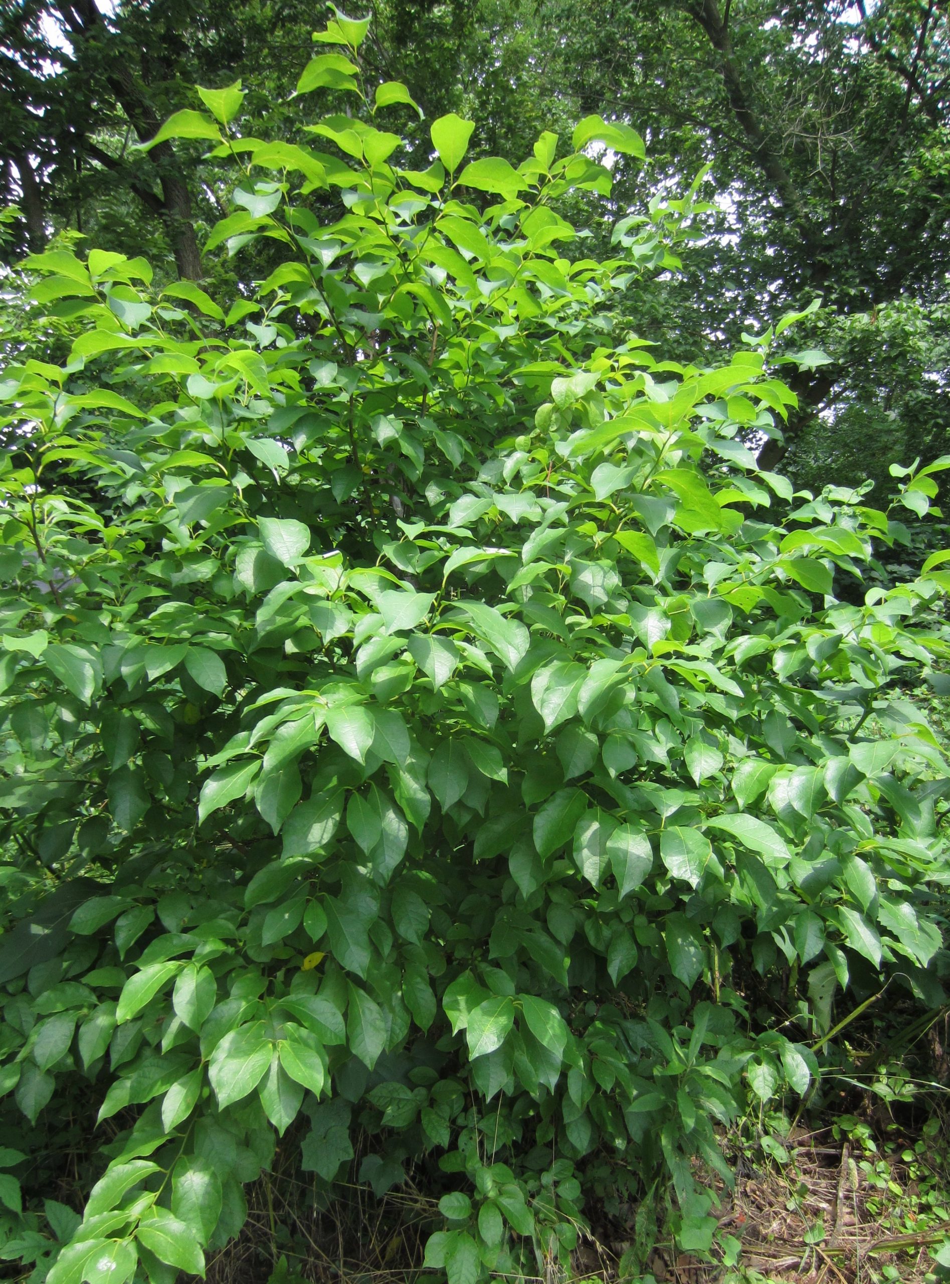 Spice Bush / Lindera benzoin - Keystone Flora