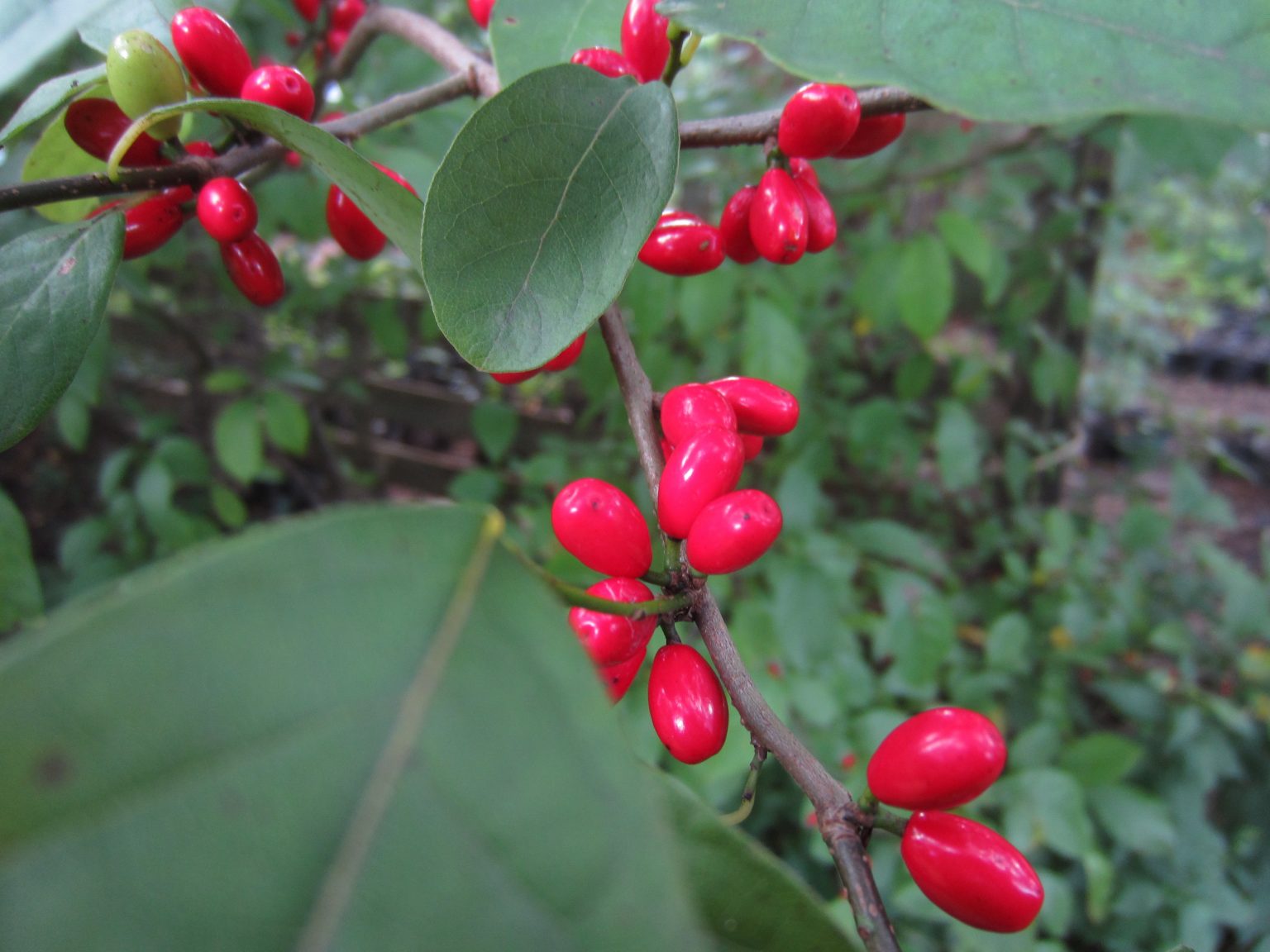Spice Bush / Lindera benzoin - Keystone Flora