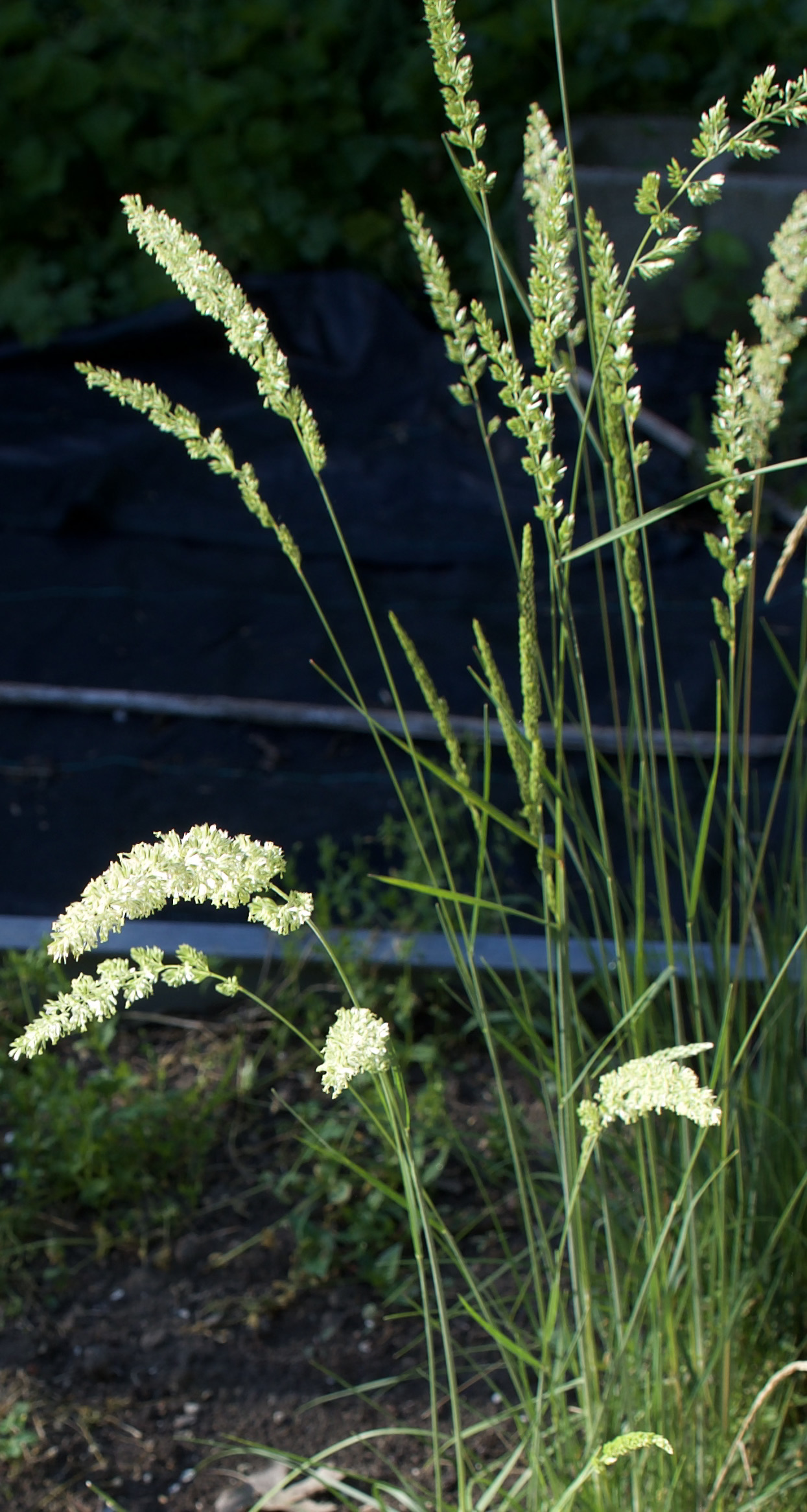 June Grass / Koeleria macrantha - Keystone Flora