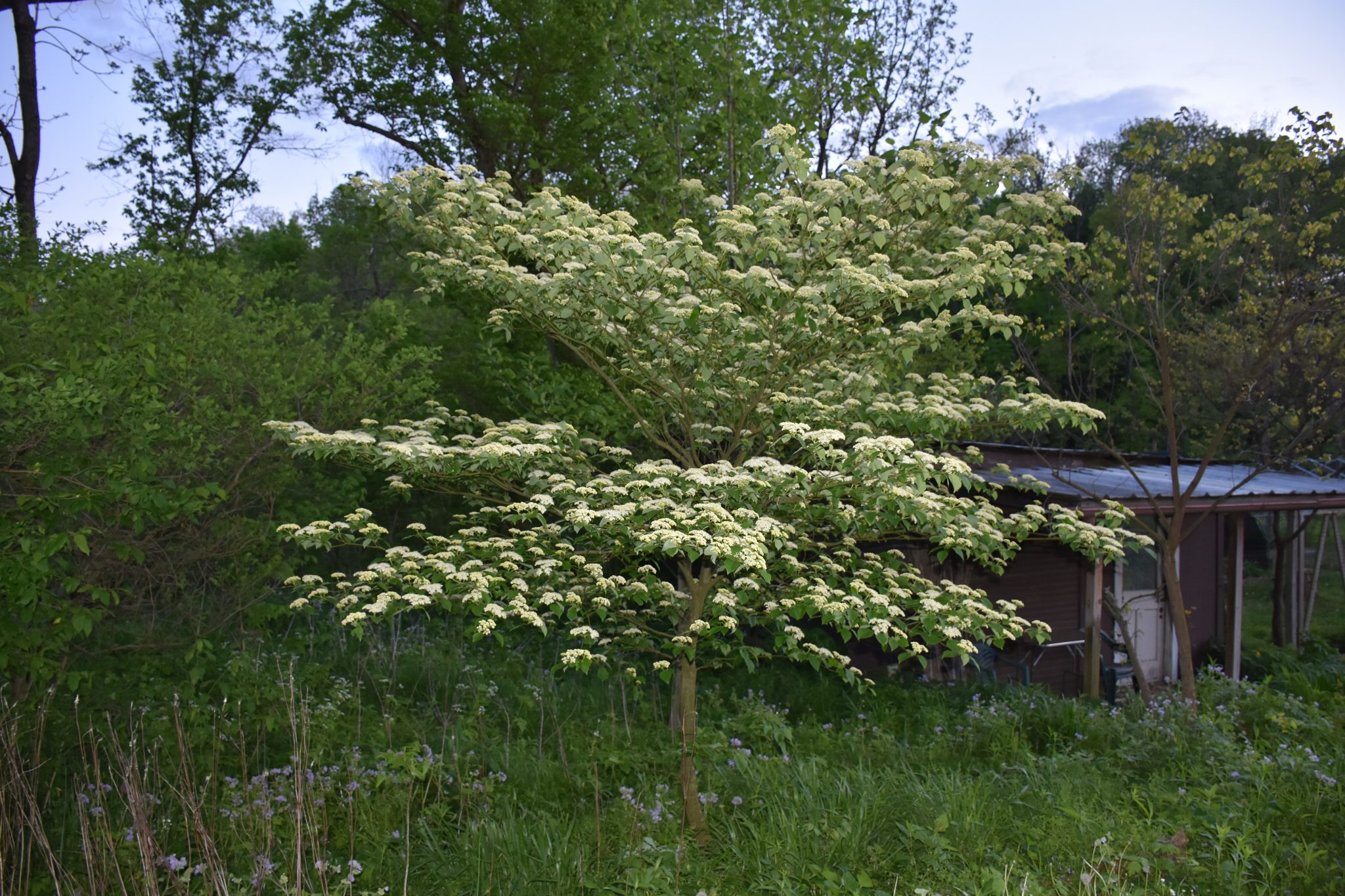 Pagoda Dogwood / Cornus alternifolia - Keystone Flora