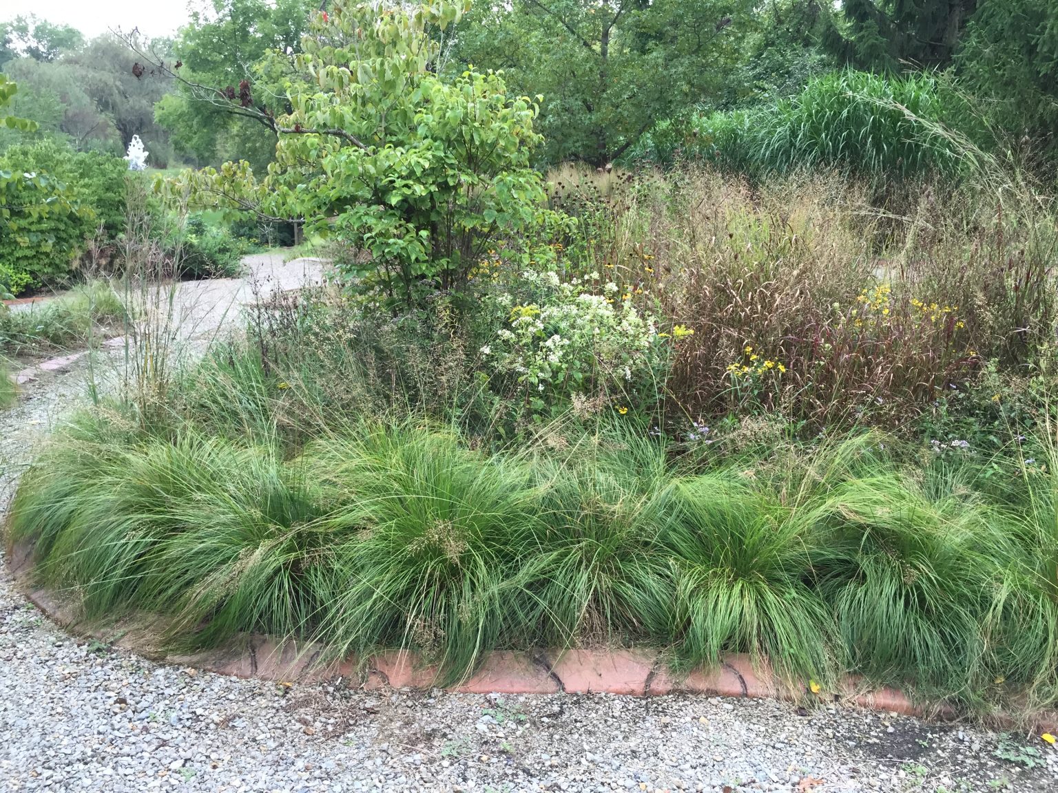 Prairie Dropseed / Sporobolus heterolepis - Keystone Flora