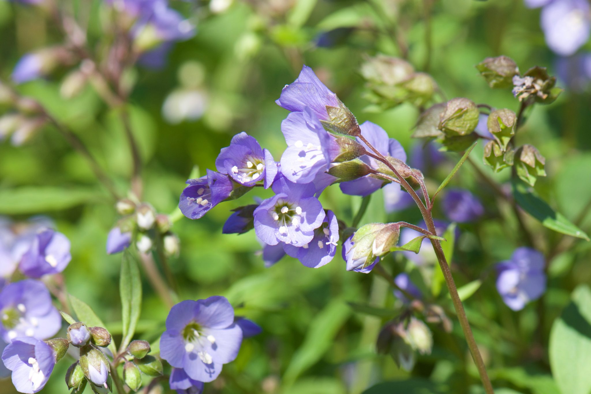 Greek Valerian (Jacob's Ladder) / Polemoneum reptans - Keystone Flora