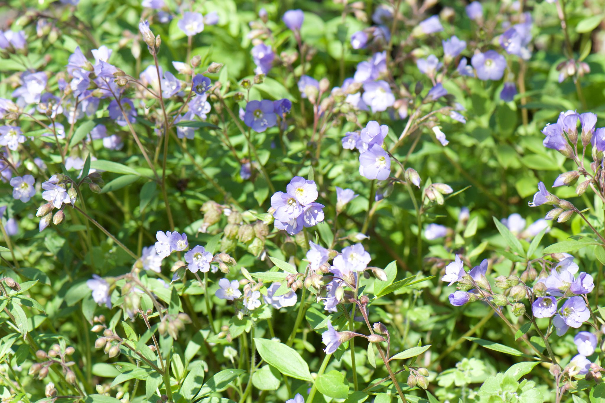 Greek Valerian (Jacob's Ladder) / Polemoneum reptans - Keystone Flora