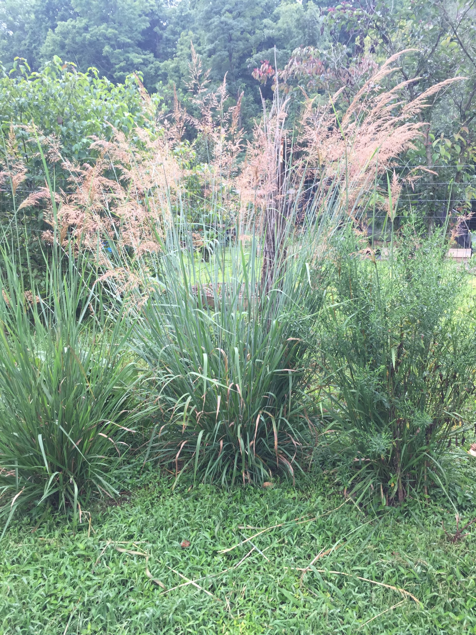 Indian Grass / Sorghastrum nutens - Keystone Flora