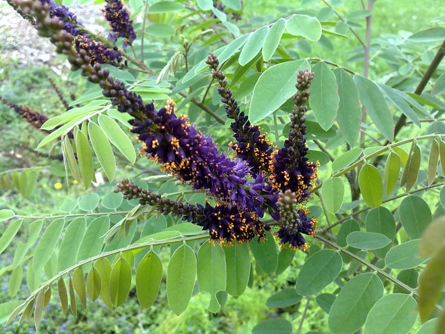 Indigo Bush / Amorpha fruticosa - Keystone Flora