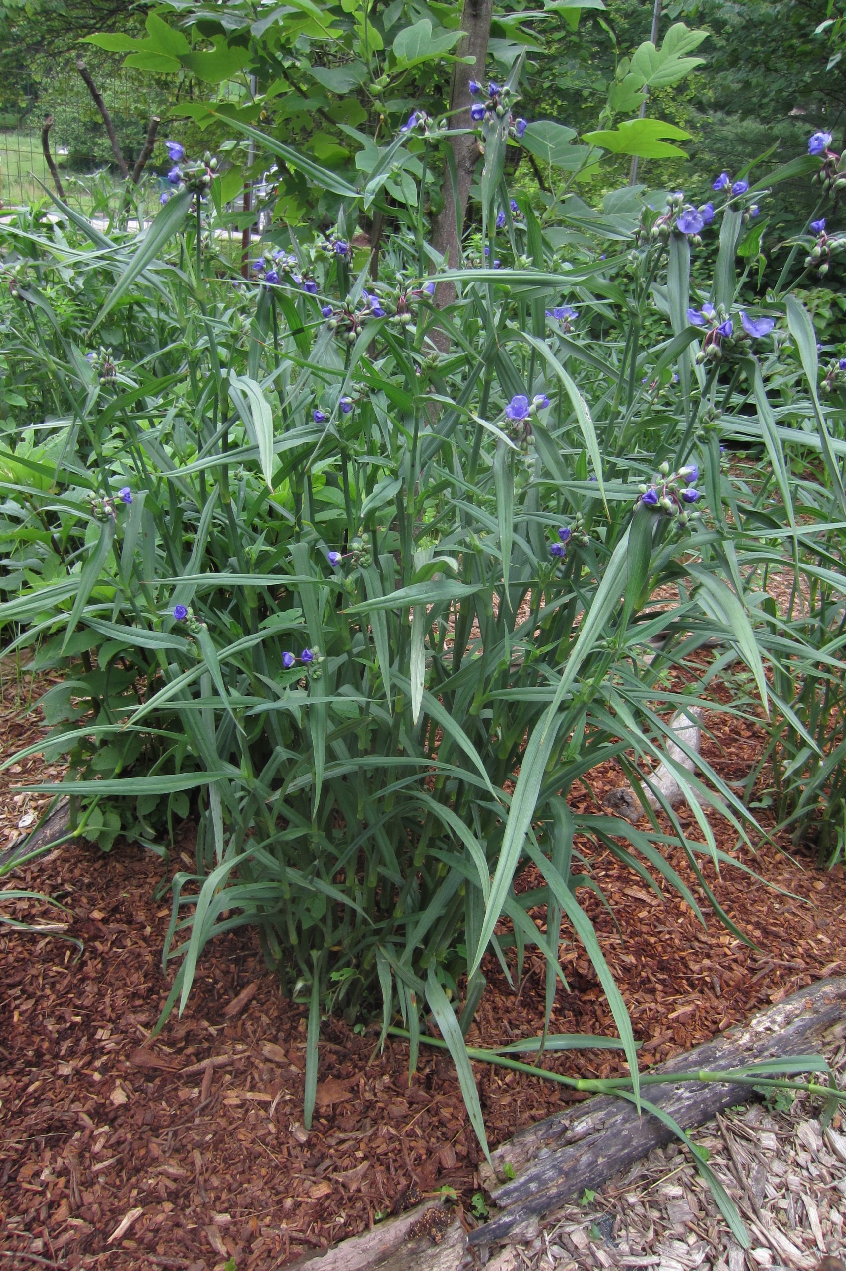 Ohio Spiderwort / Tradescantia ohiensis - Keystone Flora
