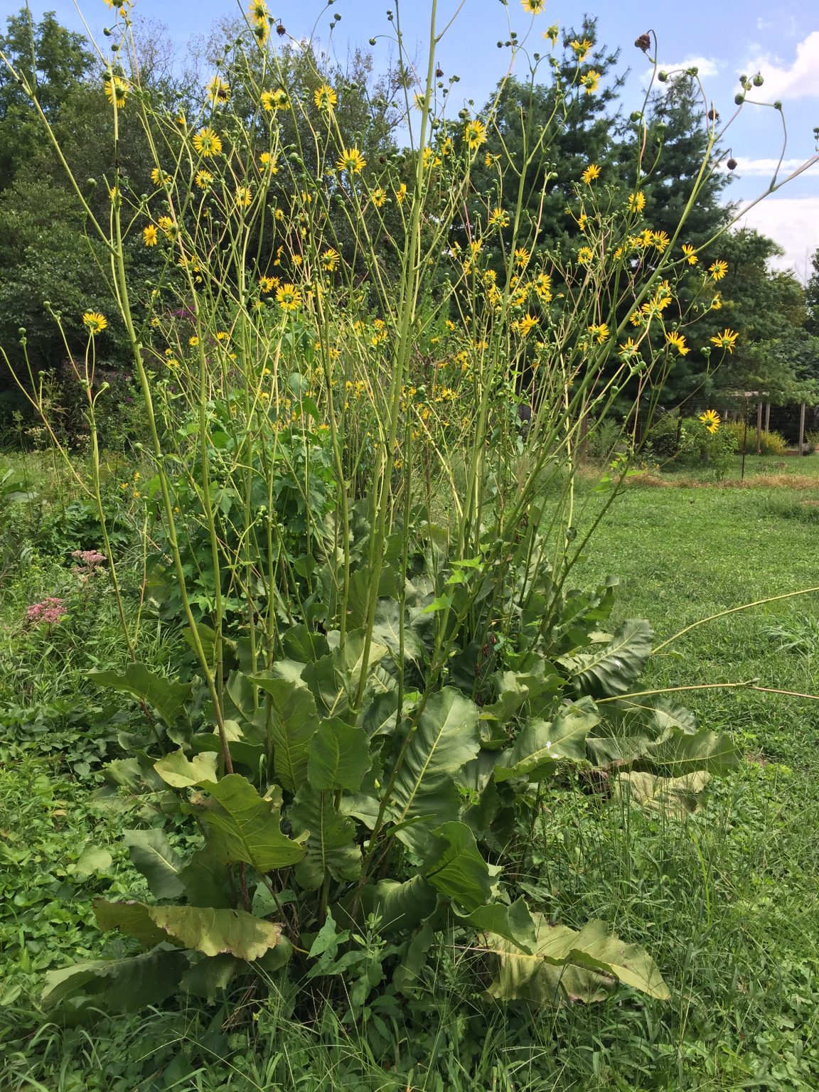 Prairie Dock / Silphium terebinthinaceum - Keystone Flora