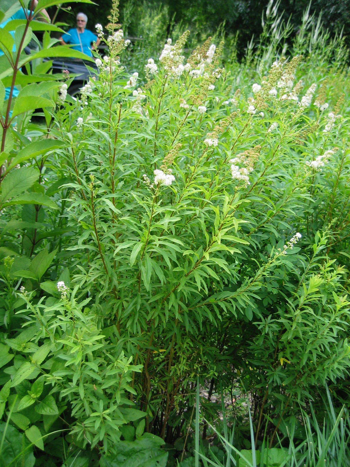 Meadowsweet / Spirea alba - Keystone Flora