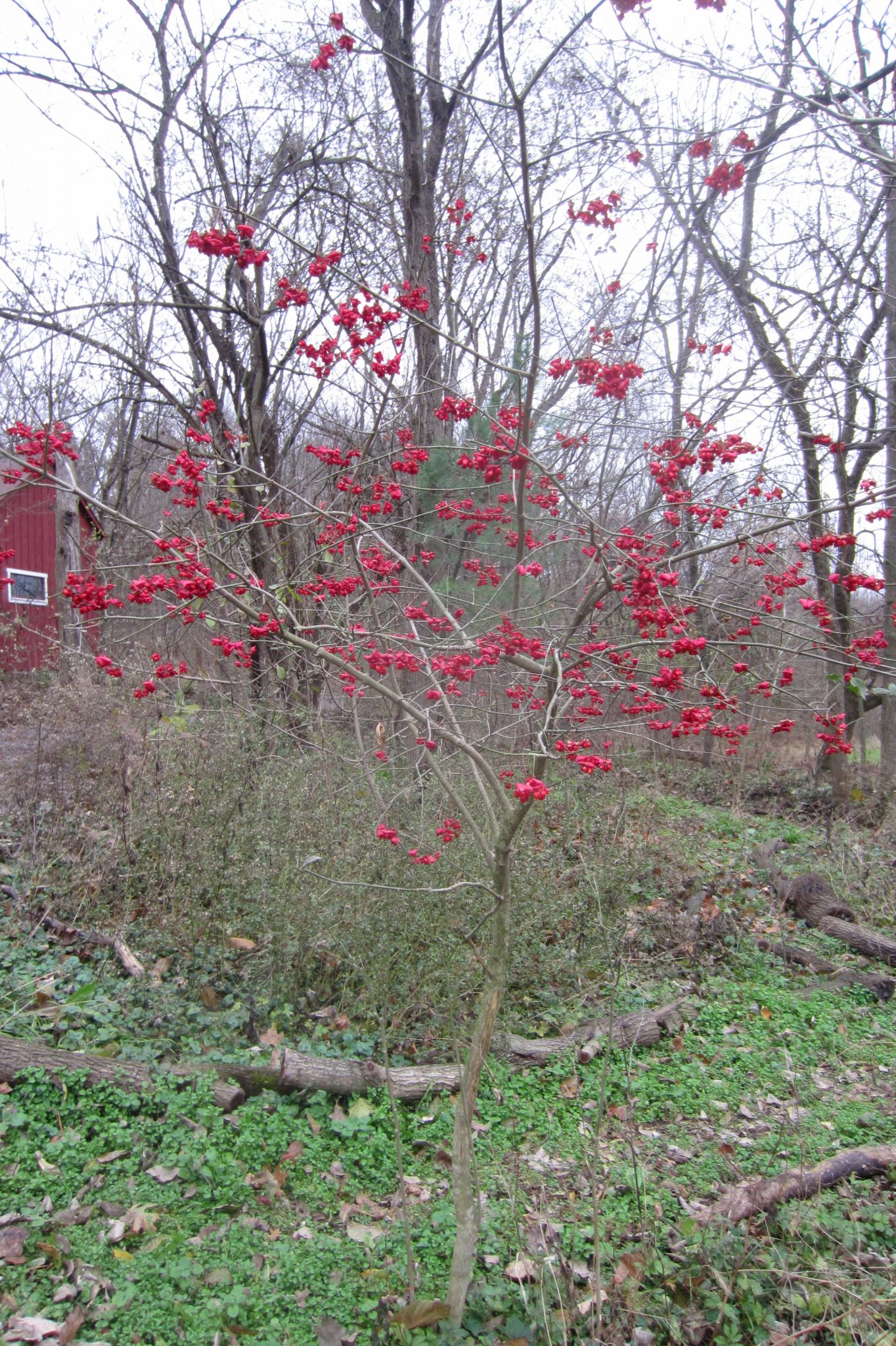 Wahoo / Euonymus atropurpureus - Keystone Flora