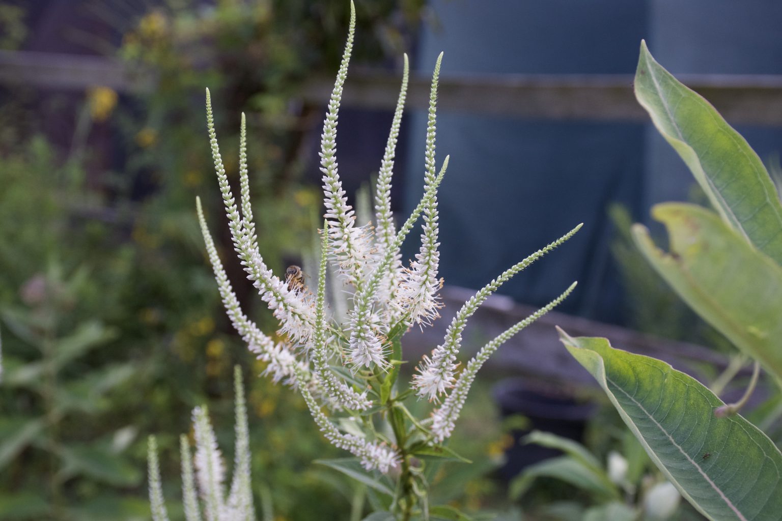 Culvers Root / Veronicastrum virginicum - Keystone Flora