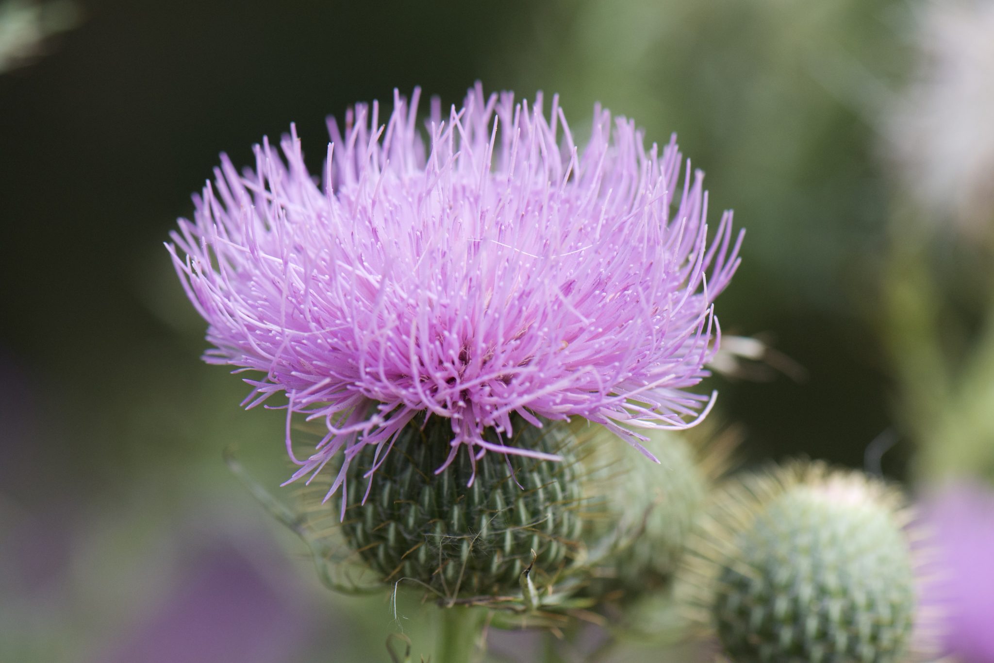 Field Thistle / Cirsium discolor - Keystone Flora