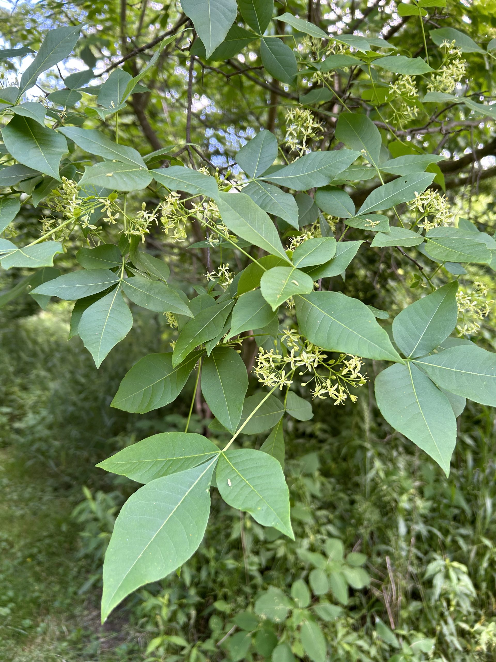 Hop Tree (Wafer Ash) / Ptelea trifoliata - Keystone Flora