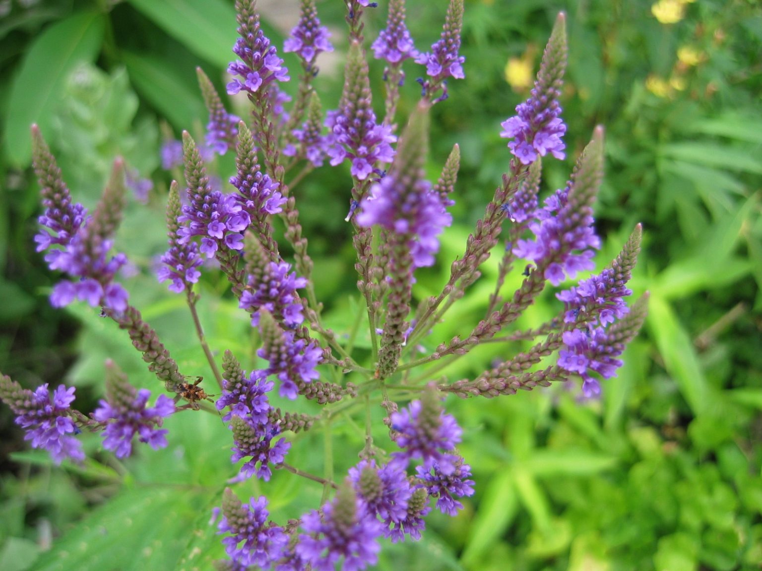 Blue Vervain / Verbena hastata - Keystone Flora