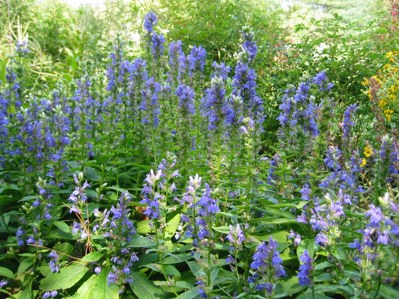 Great Blue Lobelia / Lobelia syphilitica - Keystone Flora