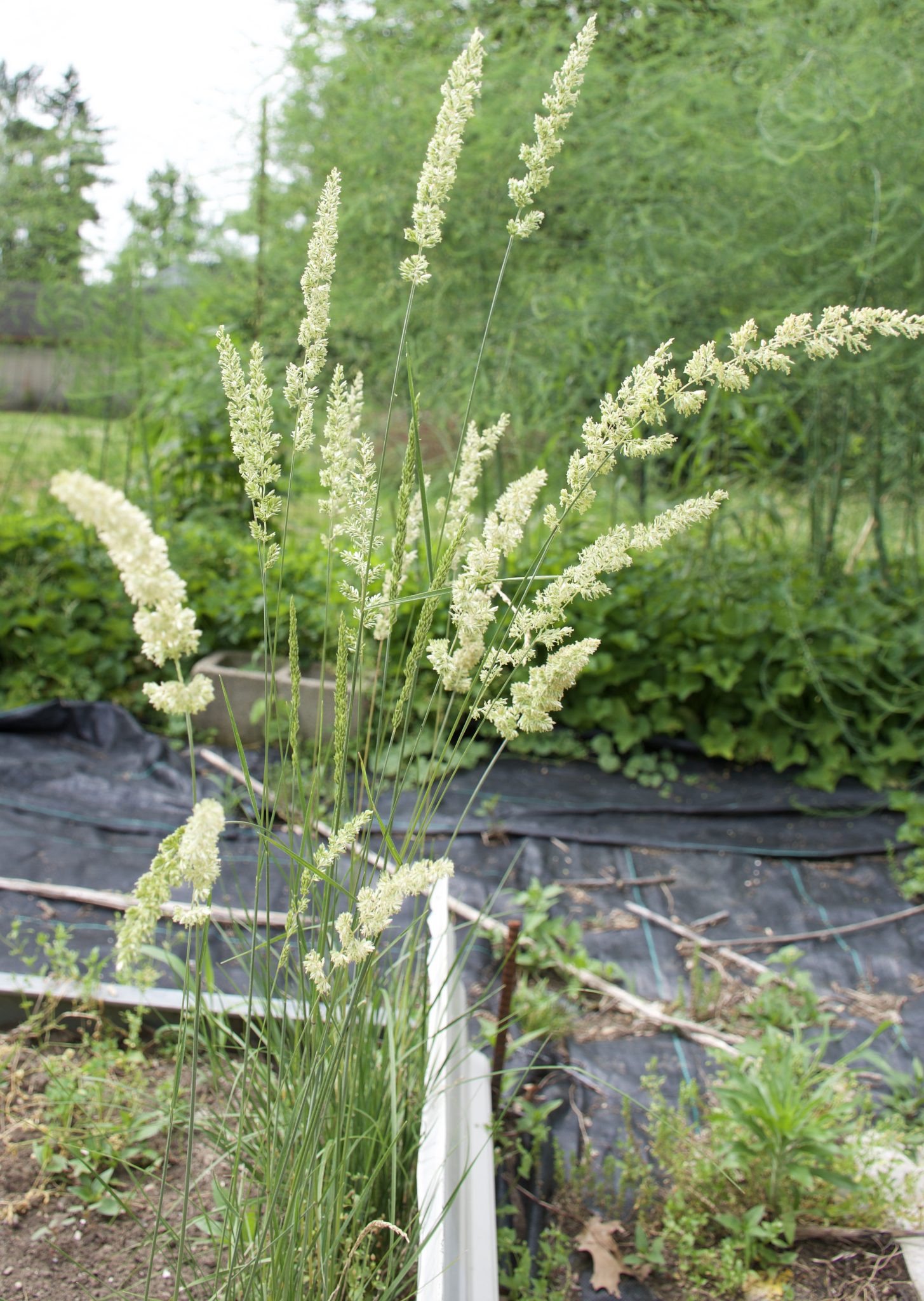 June Grass / Koeleria macrantha - Keystone Flora
