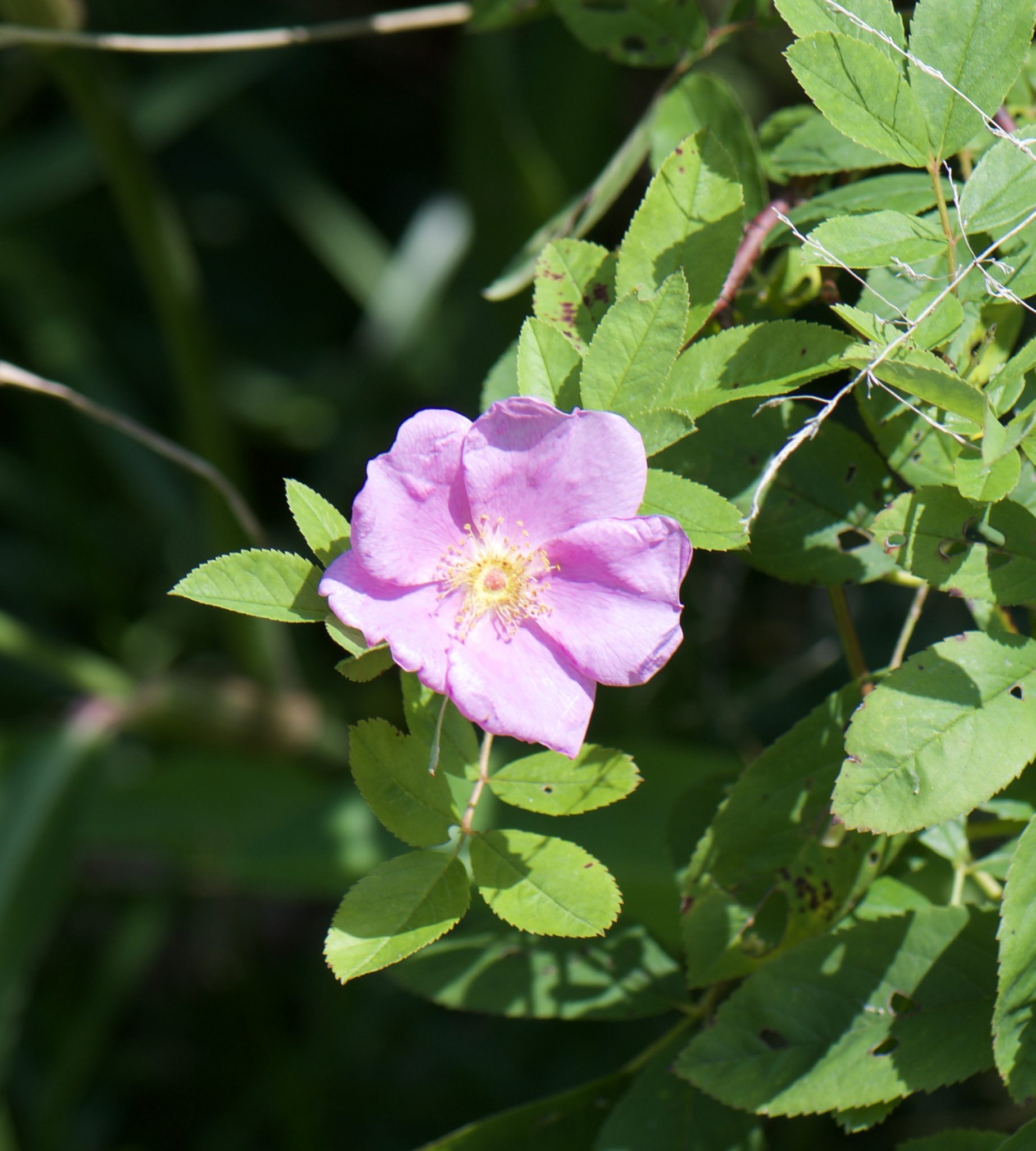 Swamp Rose / Rosa palustris - Keystone Flora